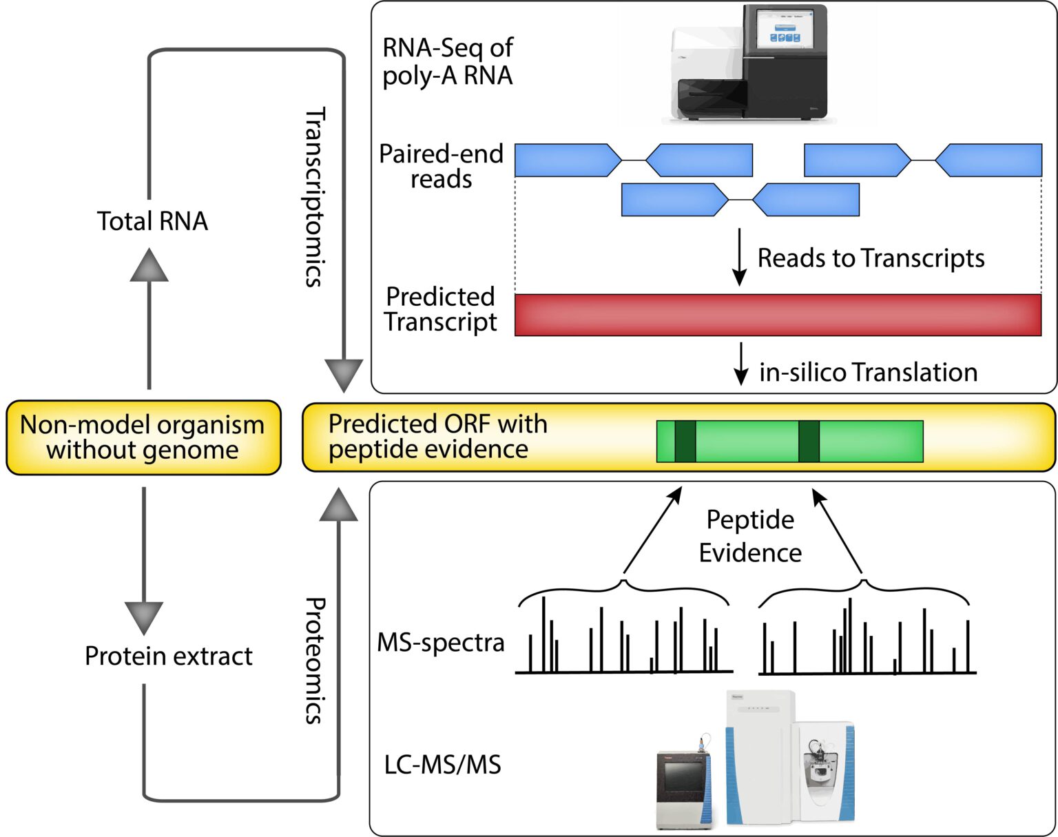 Proteotranscriptomics assisted gene annotation and spatial proteomics ...